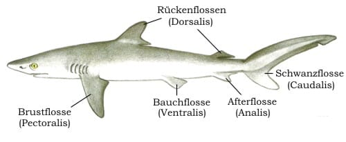 Hai Flossen – Arten & Funktionen | Haiwelt